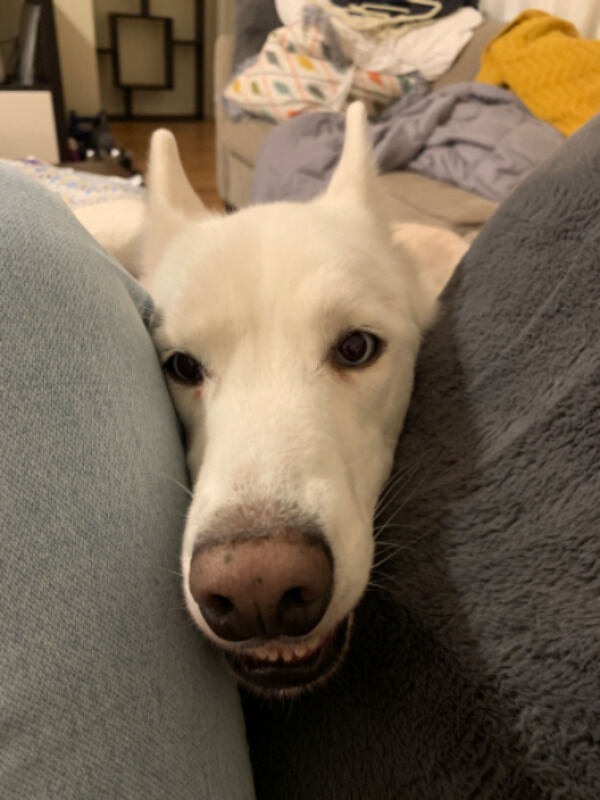 Dogs Are Awesome!