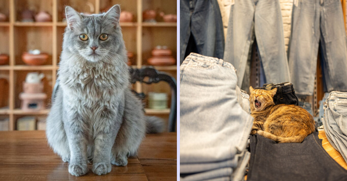 City Cats of the World to Jump On a Plane For