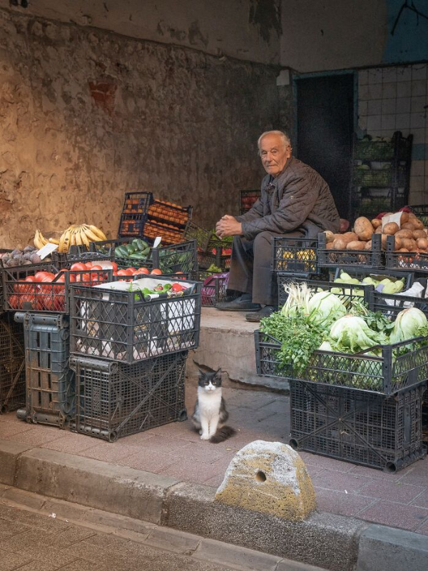 City Cats of the World to Jump On a Plane For