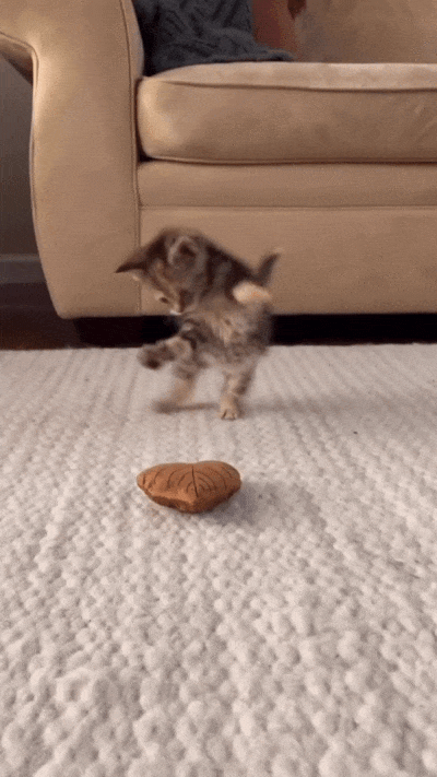 GIFs that kept GIF-ing all damn week