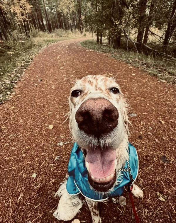 Dogs Are Awesome!