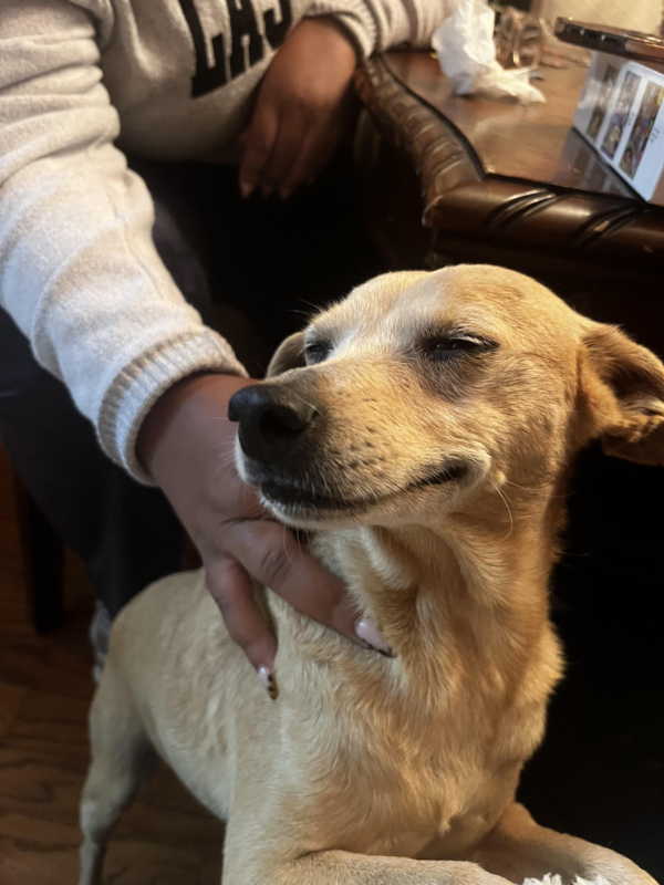 Dogs Are Awesome!