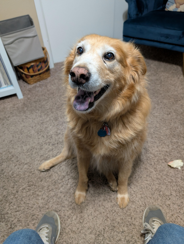 Dogs Are Awesome!