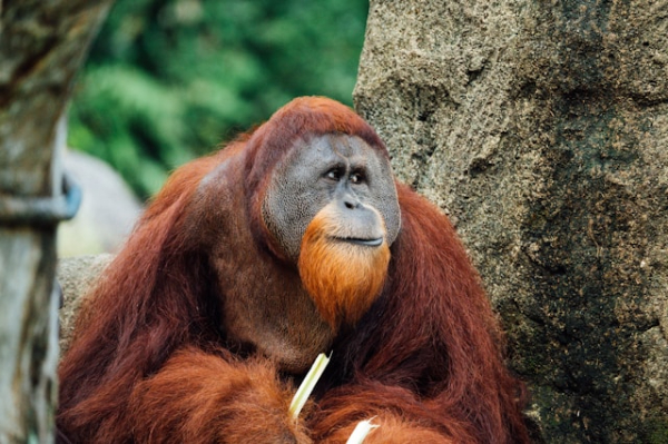 Fascinating Facts About Mischievous Monkeys and Amazing Apes
