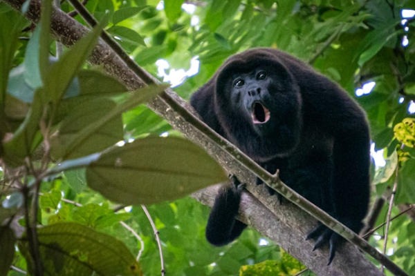 Fascinating Facts About Mischievous Monkeys and Amazing Apes
