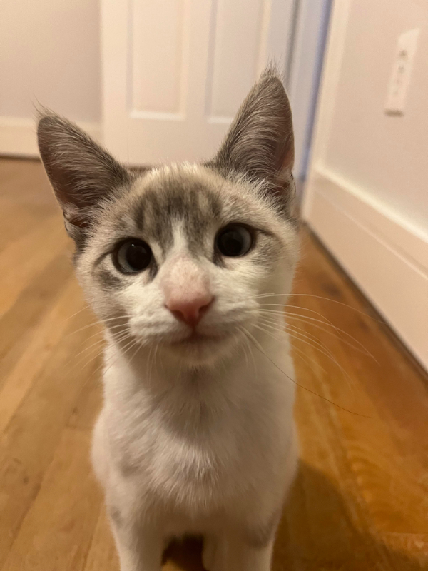 Cat Saturday Never Stops