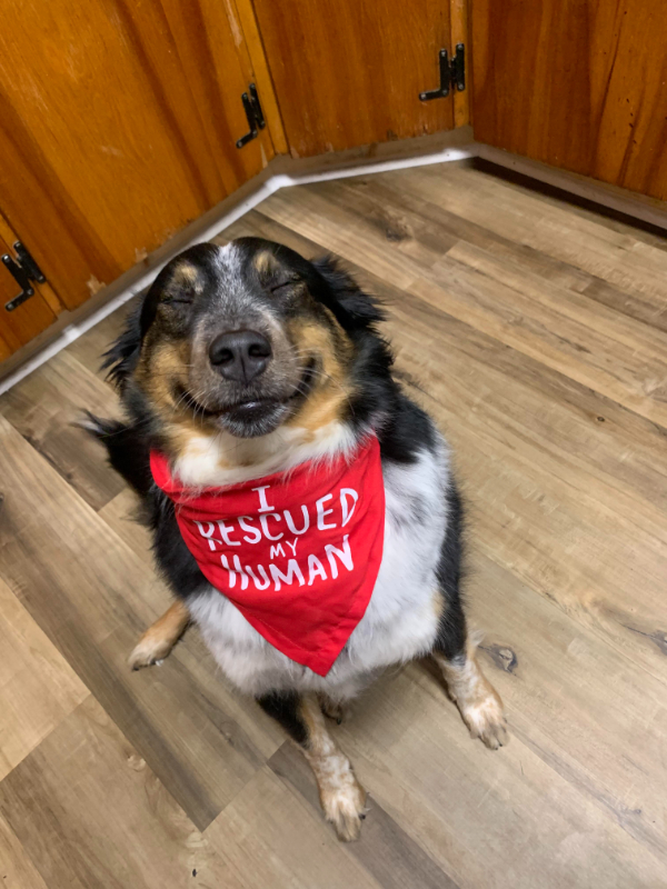 Dogs Are Awesome!