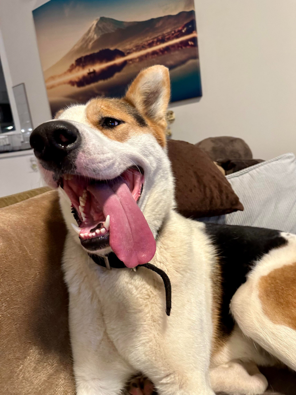 Dogs Are Awesome!