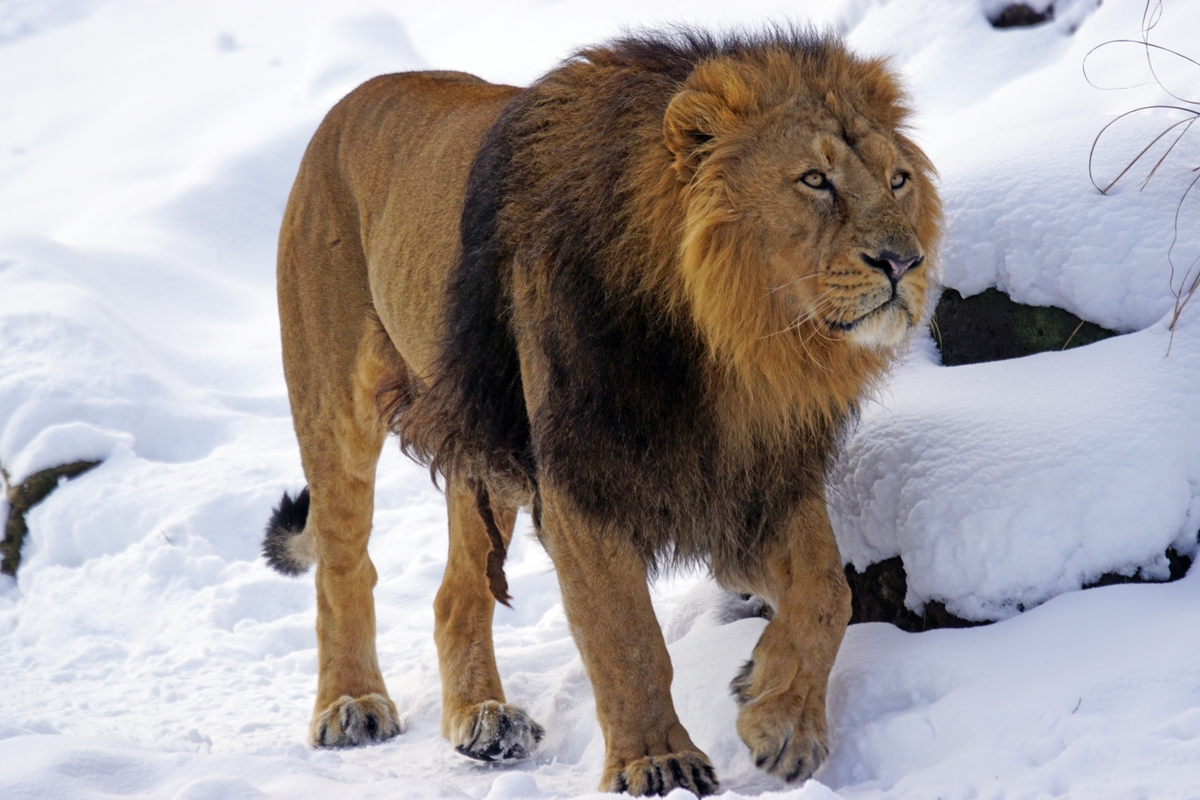 Inside the Pride: Fascinating Lion Facts from the Wild