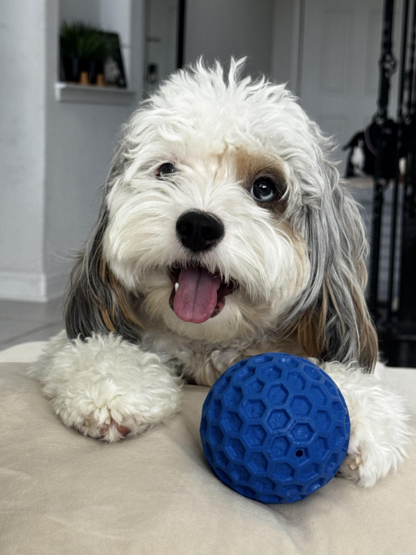 Dogs Are Awesome!