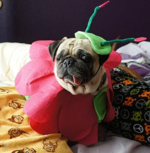 Daily Afternoon Randomness Best Funny Photos Top WTF Pictures DAR