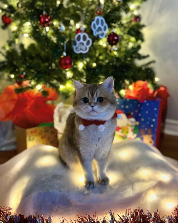 These Festive Animals Are Getting in the Christmas Spirit