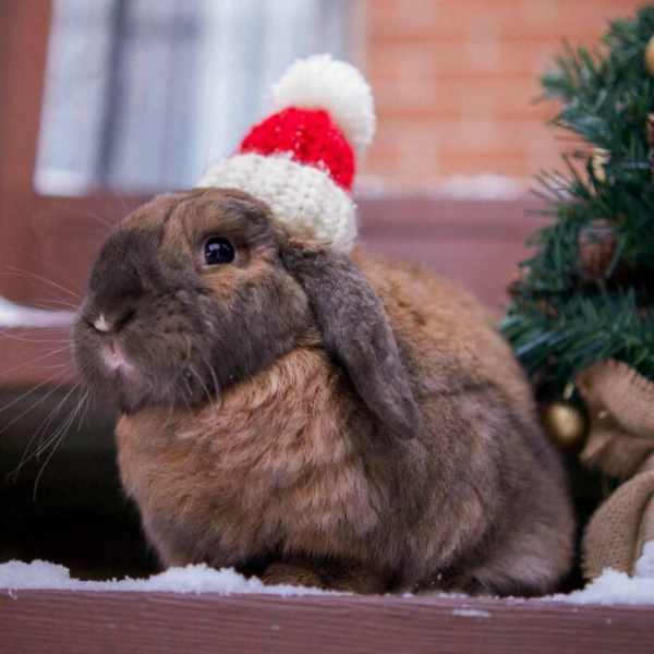 These Festive Animals Are Getting in the Christmas Spirit