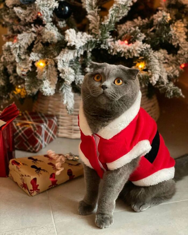 These Festive Animals Are Getting in the Christmas Spirit