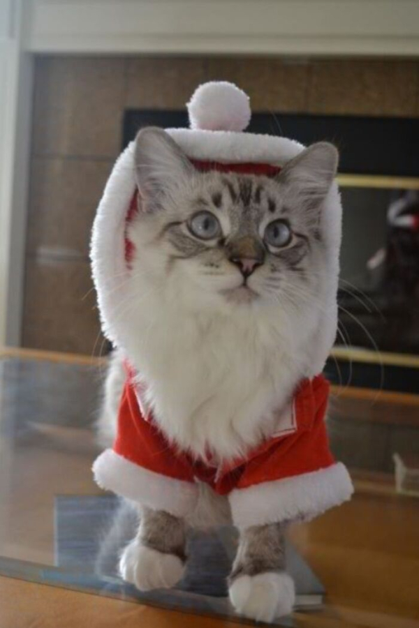These Festive Animals Are Getting in the Christmas Spirit