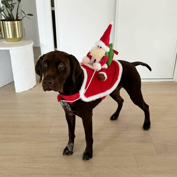 These Festive Animals Are Getting in the Christmas Spirit