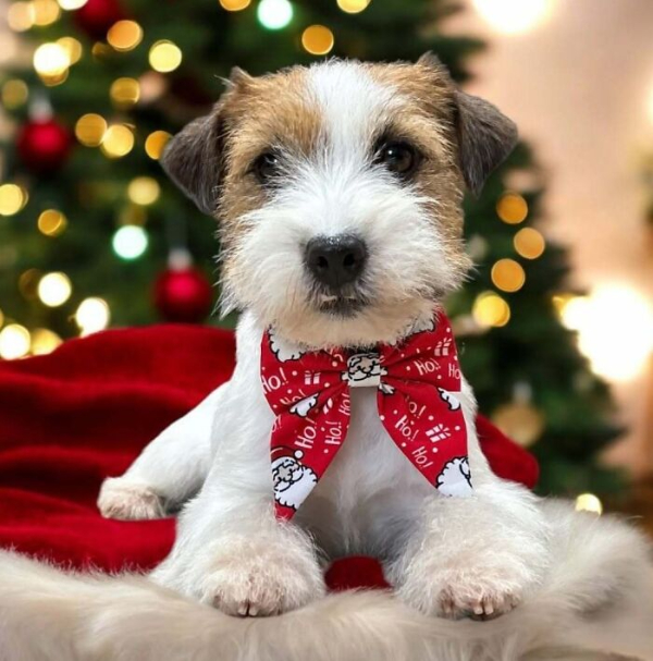 These Festive Animals Are Getting in the Christmas Spirit