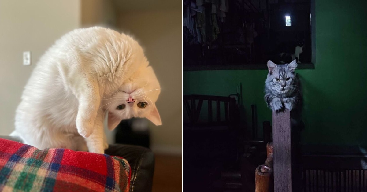 The Last Cat Saturday of the Year!