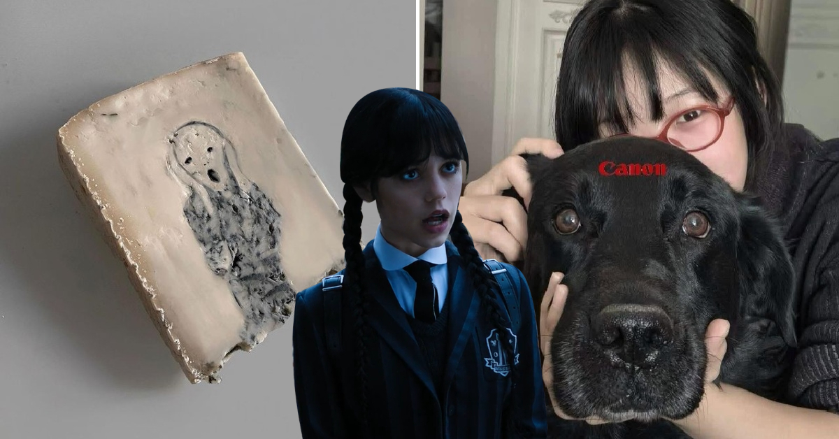 WTF Memes | Funny WTF GIFs, Videos, & More - theCHIVE