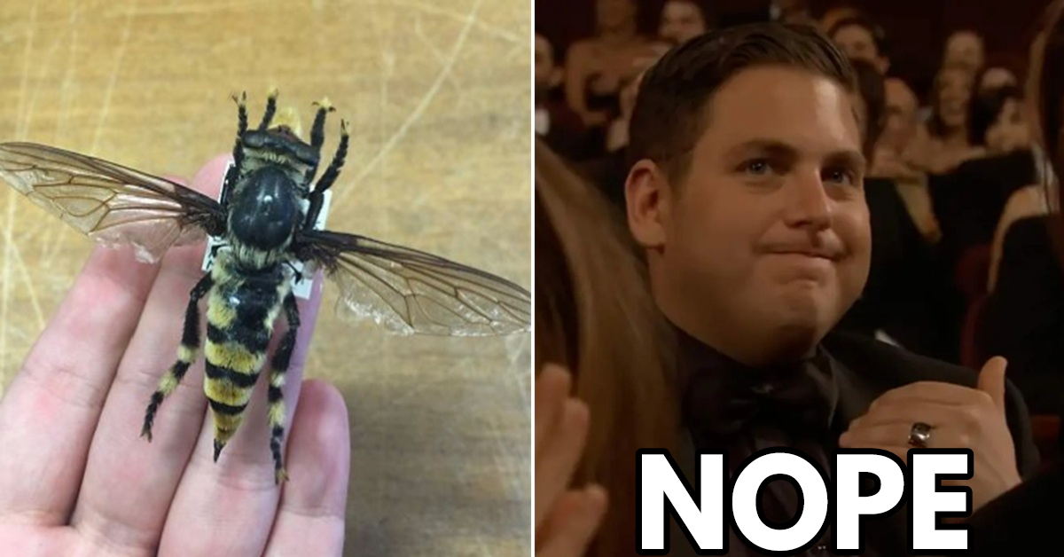 Nope Gifs | Nope Memes | Nope Pictures - theCHIVE