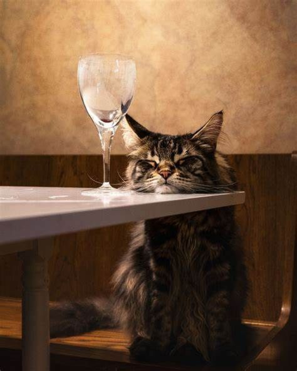 Daily Afternoon Randomness