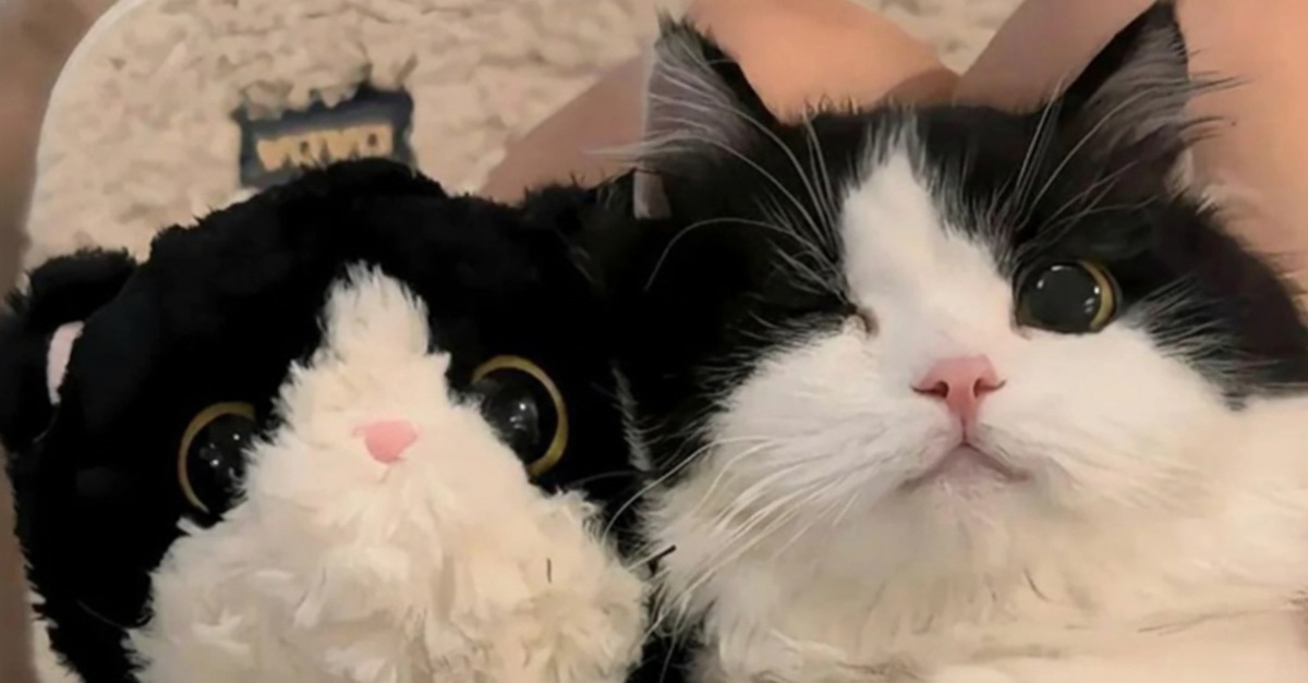 Enjoy a Nice Lil Cat Saturday Dump