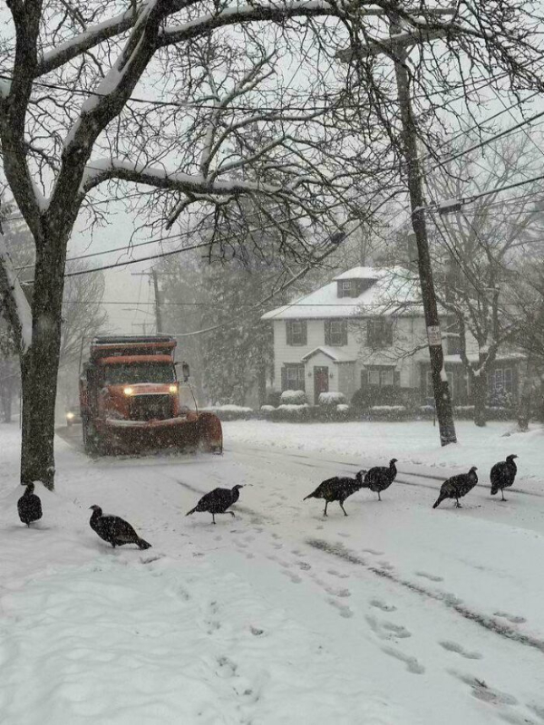 Daily Evening Randomness by Hendy: Winter Fails
