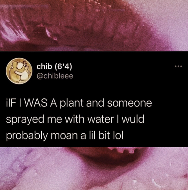 Absurd Memes from a Parallel Universe
