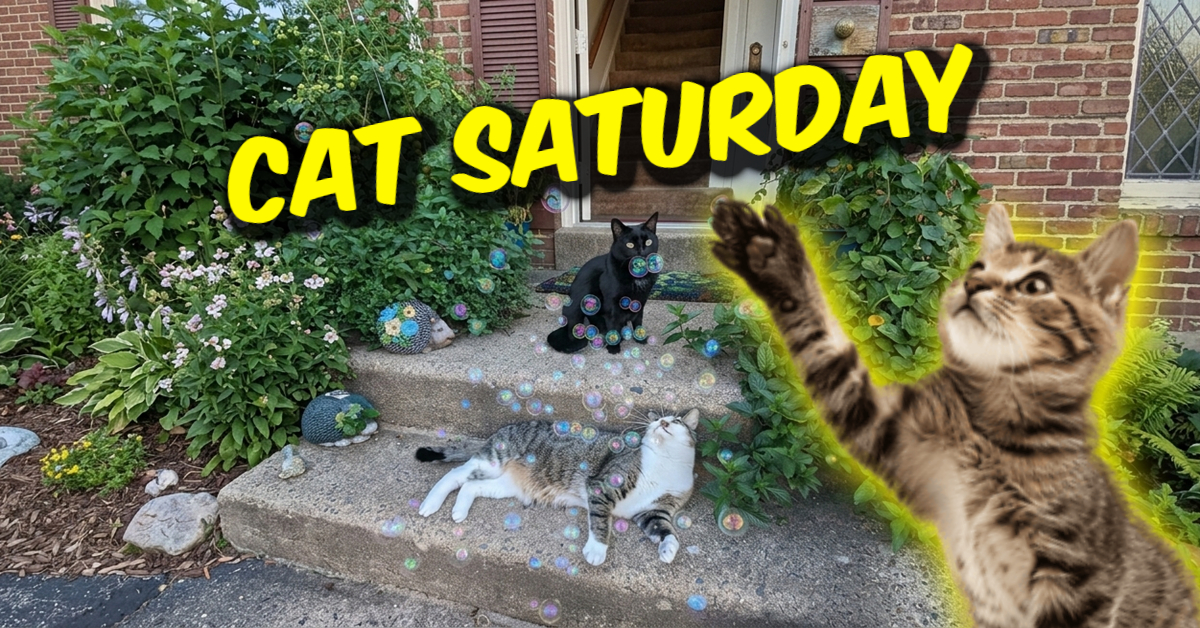 Psspsspss! Translation: CAT SATURDAY!