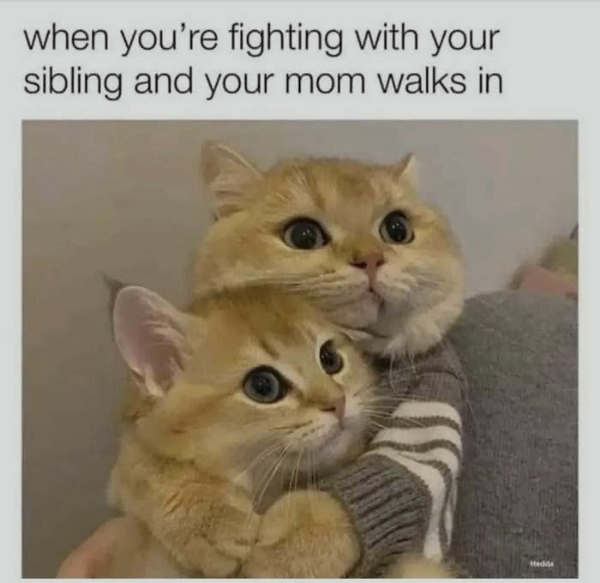 Wholesome and Chaotic Family Memes