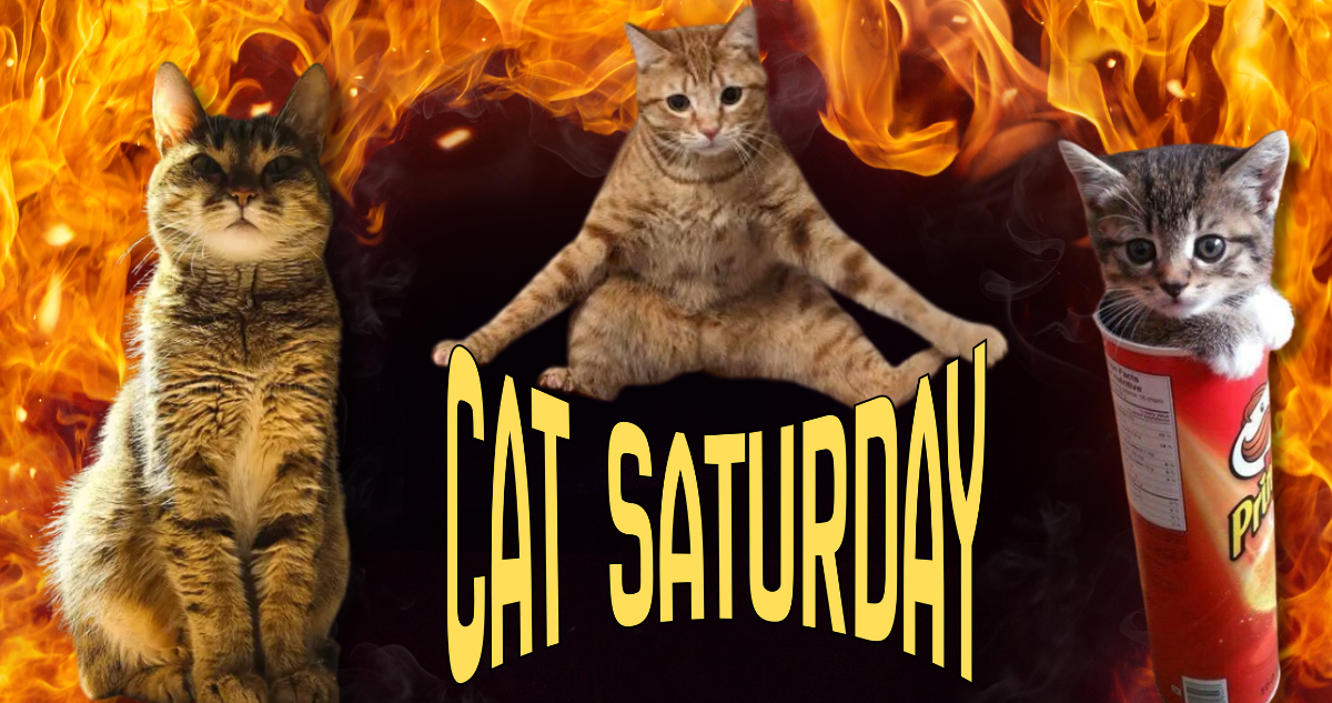 Cat Saturday Is a Go