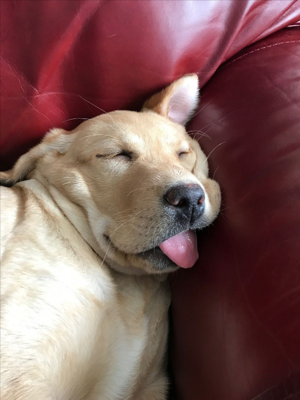 The Weekend Is Better With Dogs