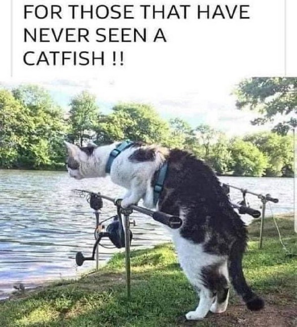 Mind-LESS Memes are Funny Stupid yet Too TRUE Top Humor Photo Captions