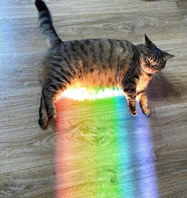 Weekend Afternoon Randomness Best Hot Girls and WTF Funny Photos