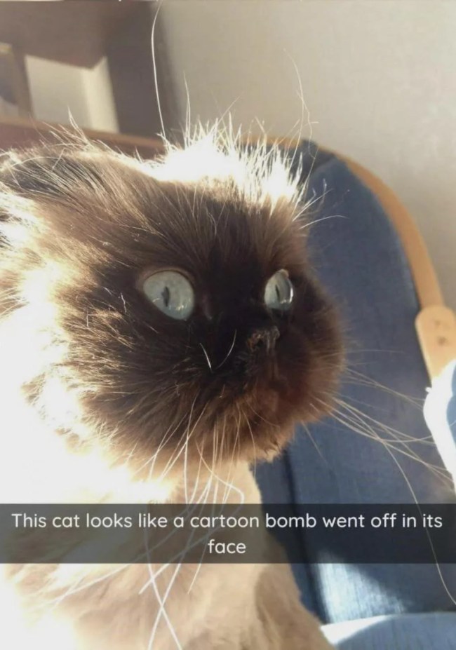 Cheer Up, It's Cat Saturday