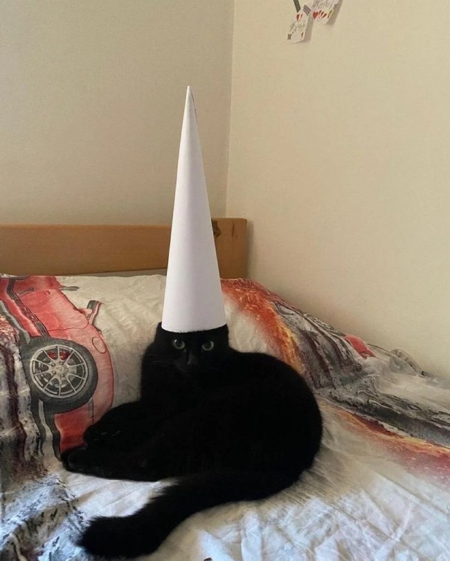 Cheer Up, It's Cat Saturday