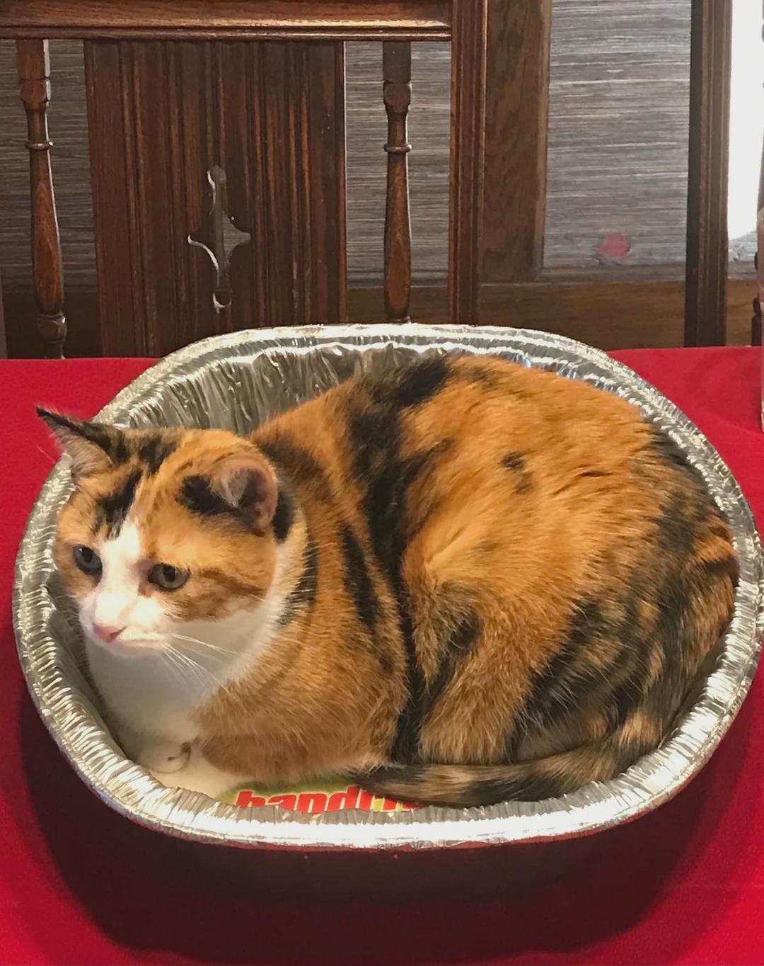 Cheer Up, It's Cat Saturday