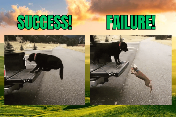 These Dogs Are Trying Their Best, Alright??