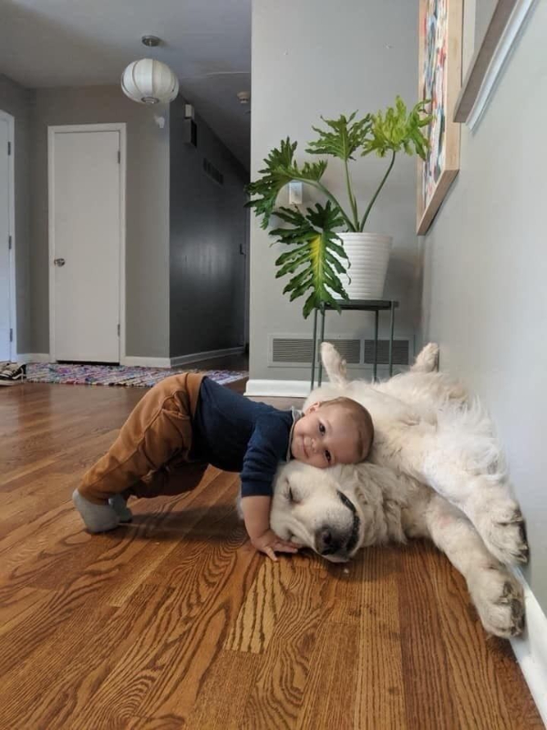 Workin' Hard or Hardly Workin' Doggo Edition! (pets, dogs, pics)