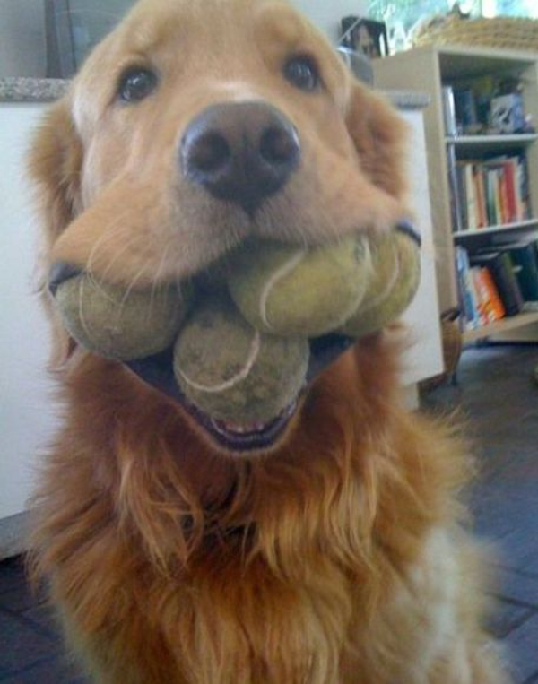 Workin' Hard or Hardly Workin' Doggo Edition! (pets, dogs, pics)