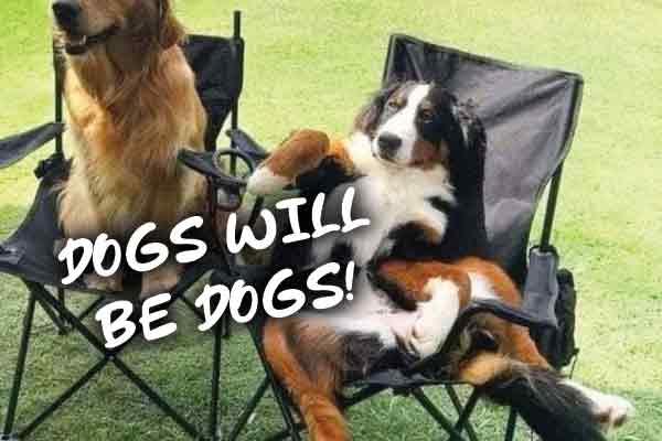Dogs Will Be Dogs! (pet photos, dogs, cute, funny, memes)