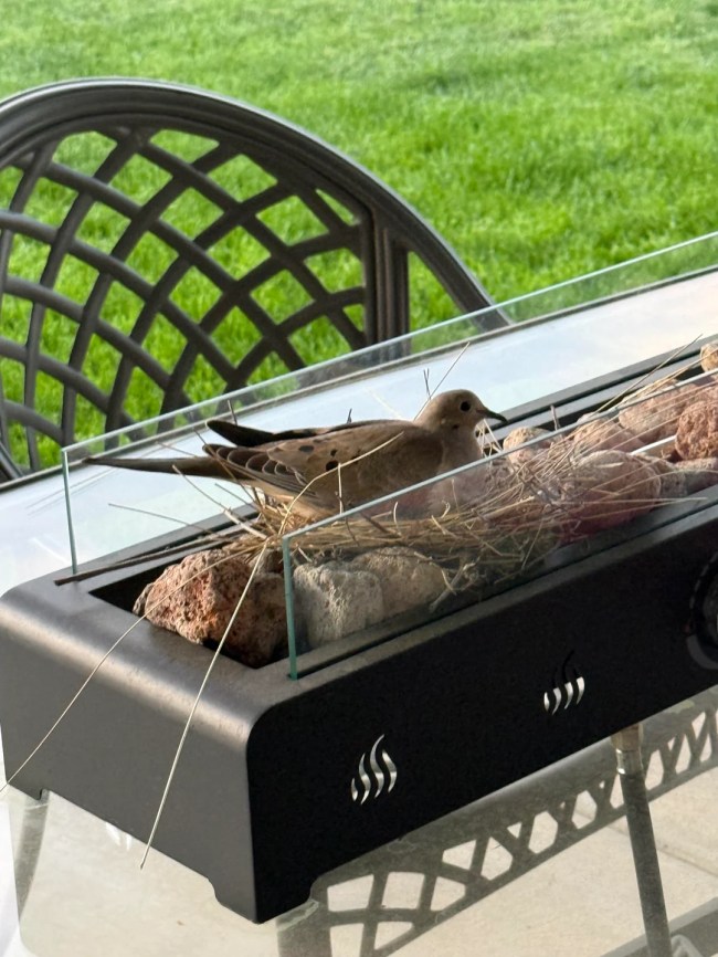 You Can't Nest There, Mate!