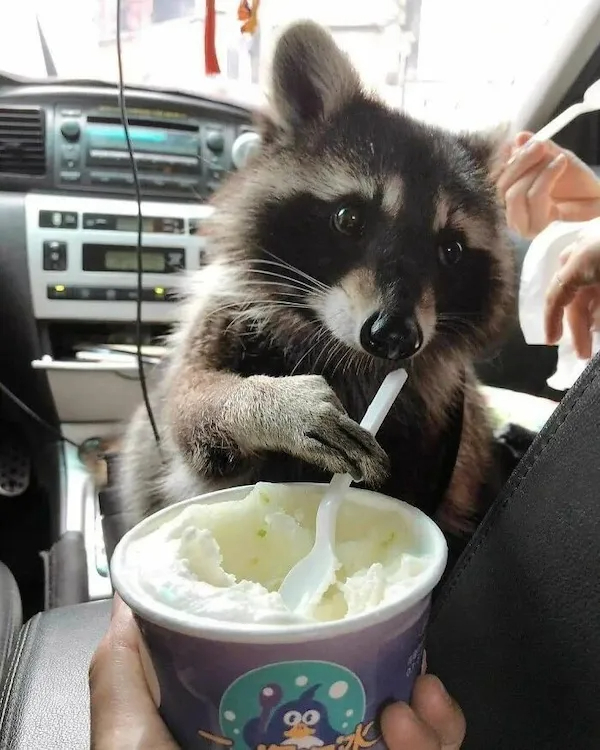 Fact: Animals Make The World A Funnier Place!