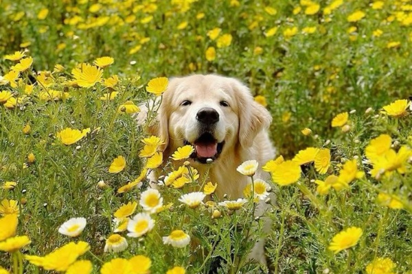 Golden Retrievers Are Little Furry Gifts