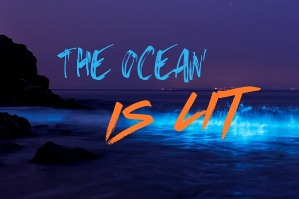 Oceans Are So Lit: Cool Pics of the Deep Blue