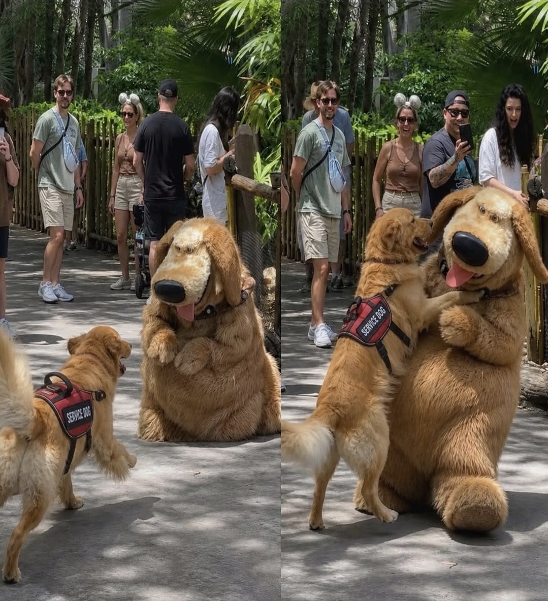 I Present: Dogs!